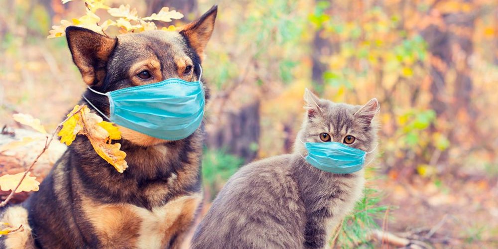 Criptococose em animais - Você sabe o que é? - Vidan